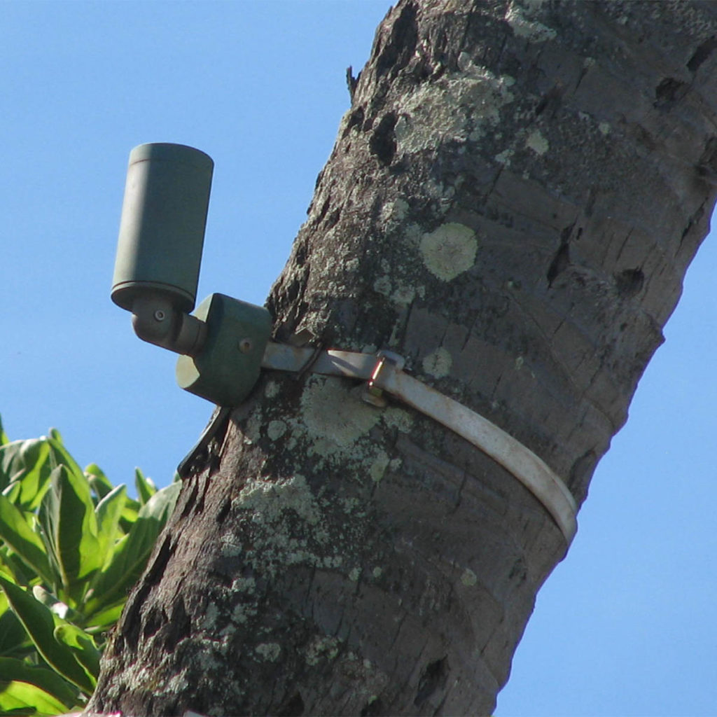 TDM2-SS & TDM2-MULT-SS Tree Mount (Stainless Strap) - Beachside ...